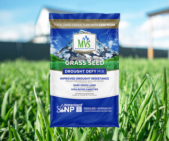 Professional Grade Grass Seed Designed For Heat And Drought Mvs Lawn